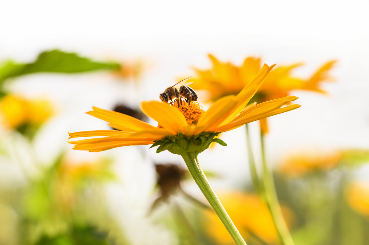 Tour Experience – Beeworks.com